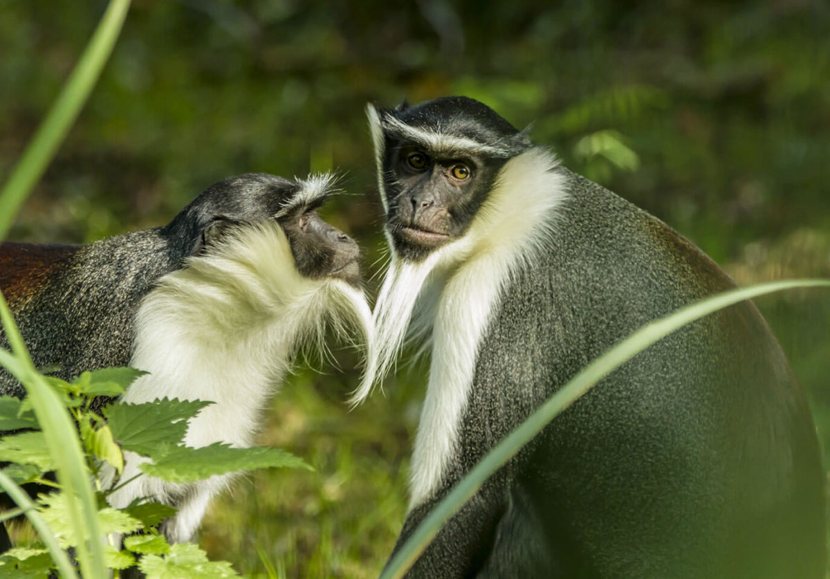 Nos espèces - Bioparc Zoo de Doué la Fontaine