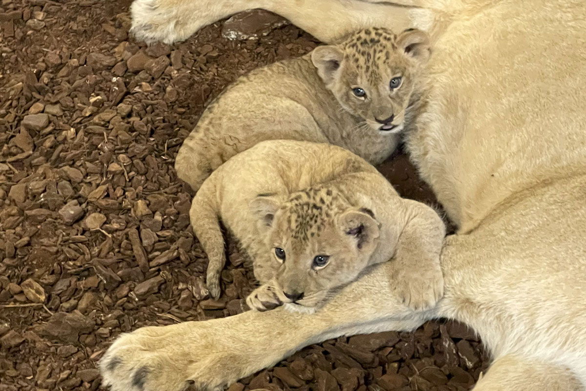 Naissance de deux petits lions - Bioparc Zoo de Doué la Fontaine